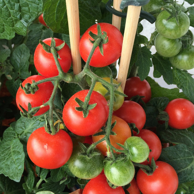 Tomatoes – The Springs Garden World