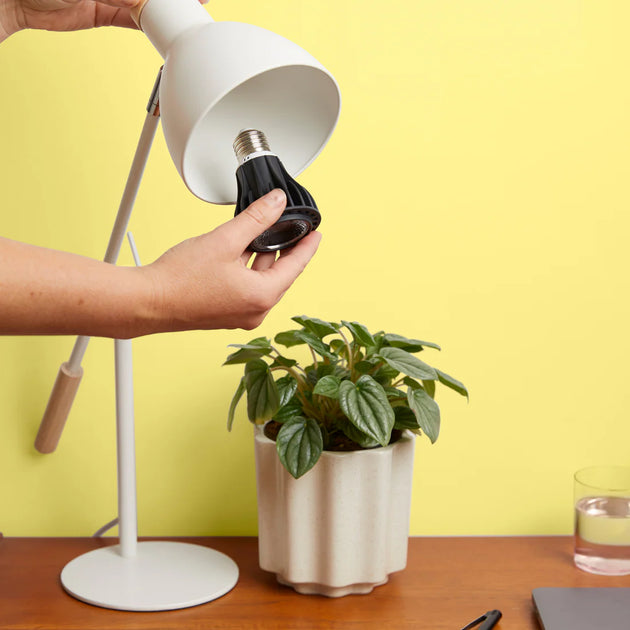 Instant Sun Grow Bulb – The Springs Garden World