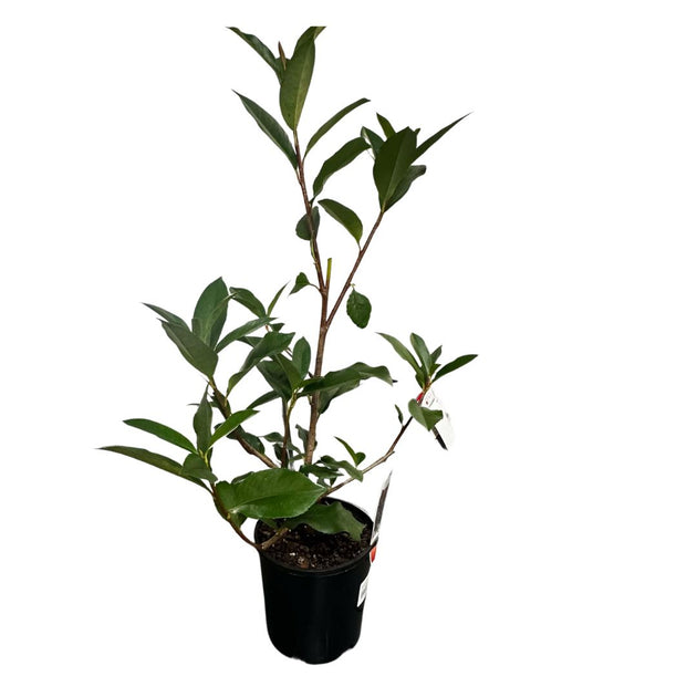 140mm Pot Red Robin – The Springs Garden World